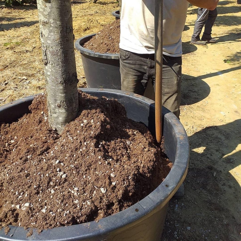 Quercus ilex - Full standard - Matteini Tranquillo