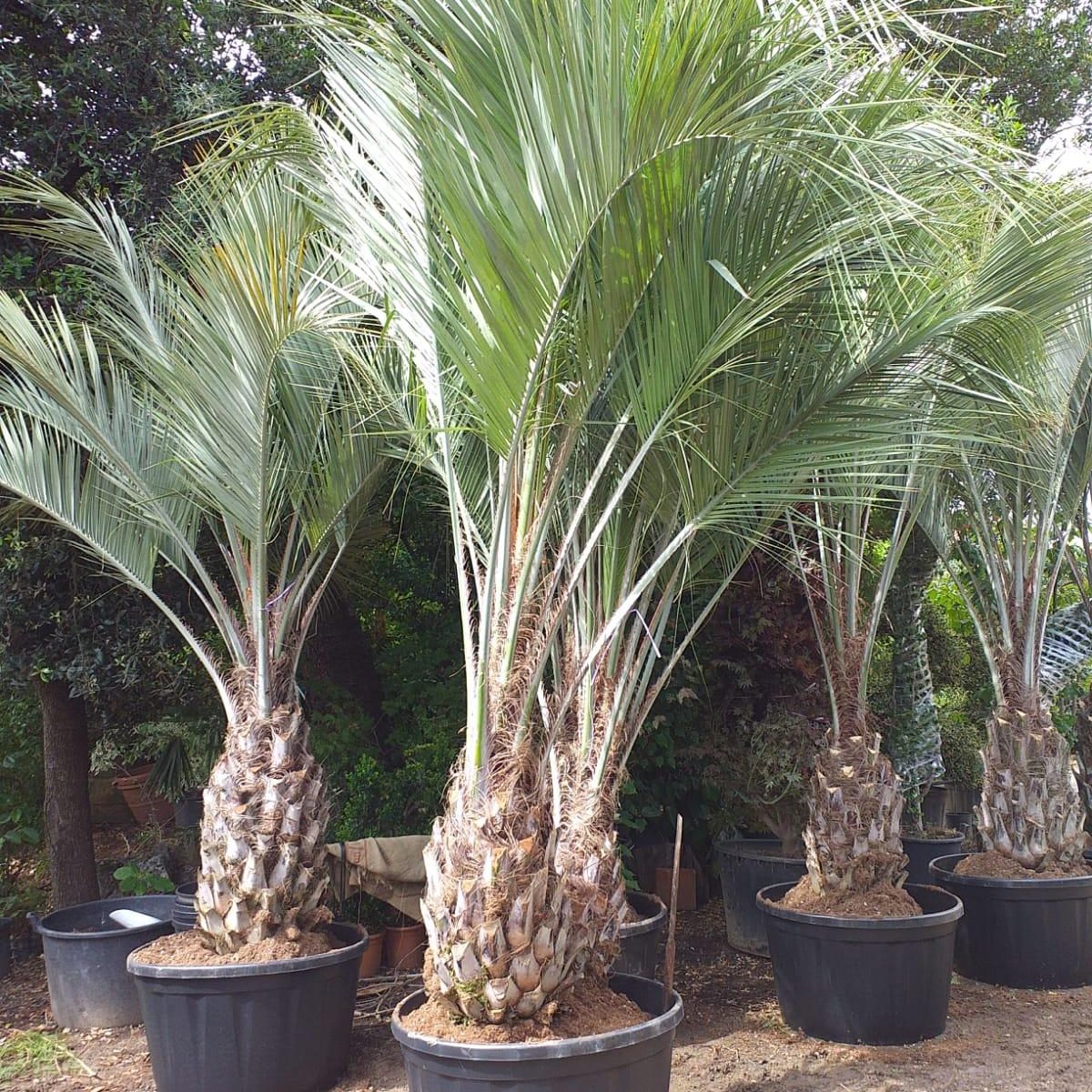 Butia capitata - Matteini Tranquillo