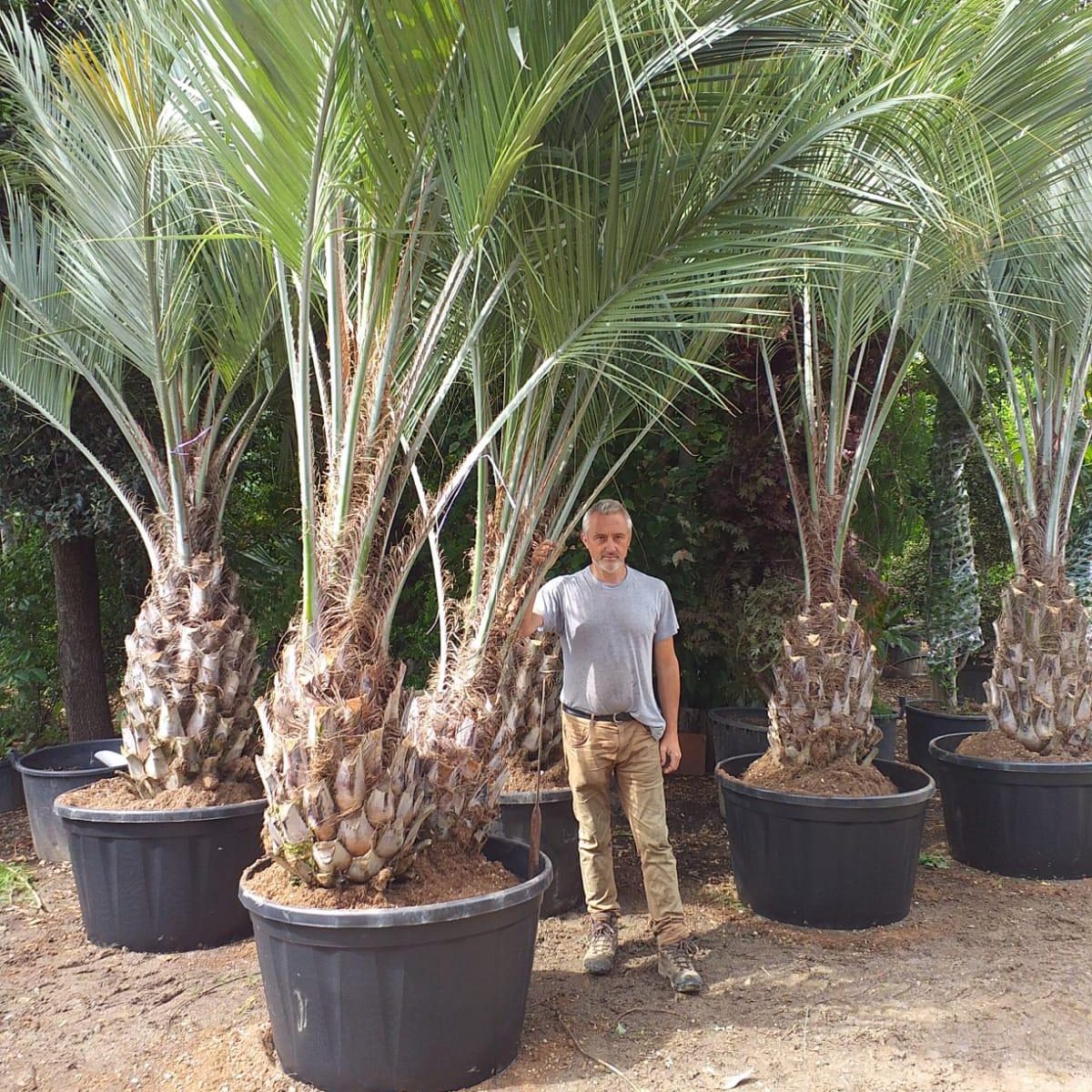 Butia capitata - Matteini Tranquillo