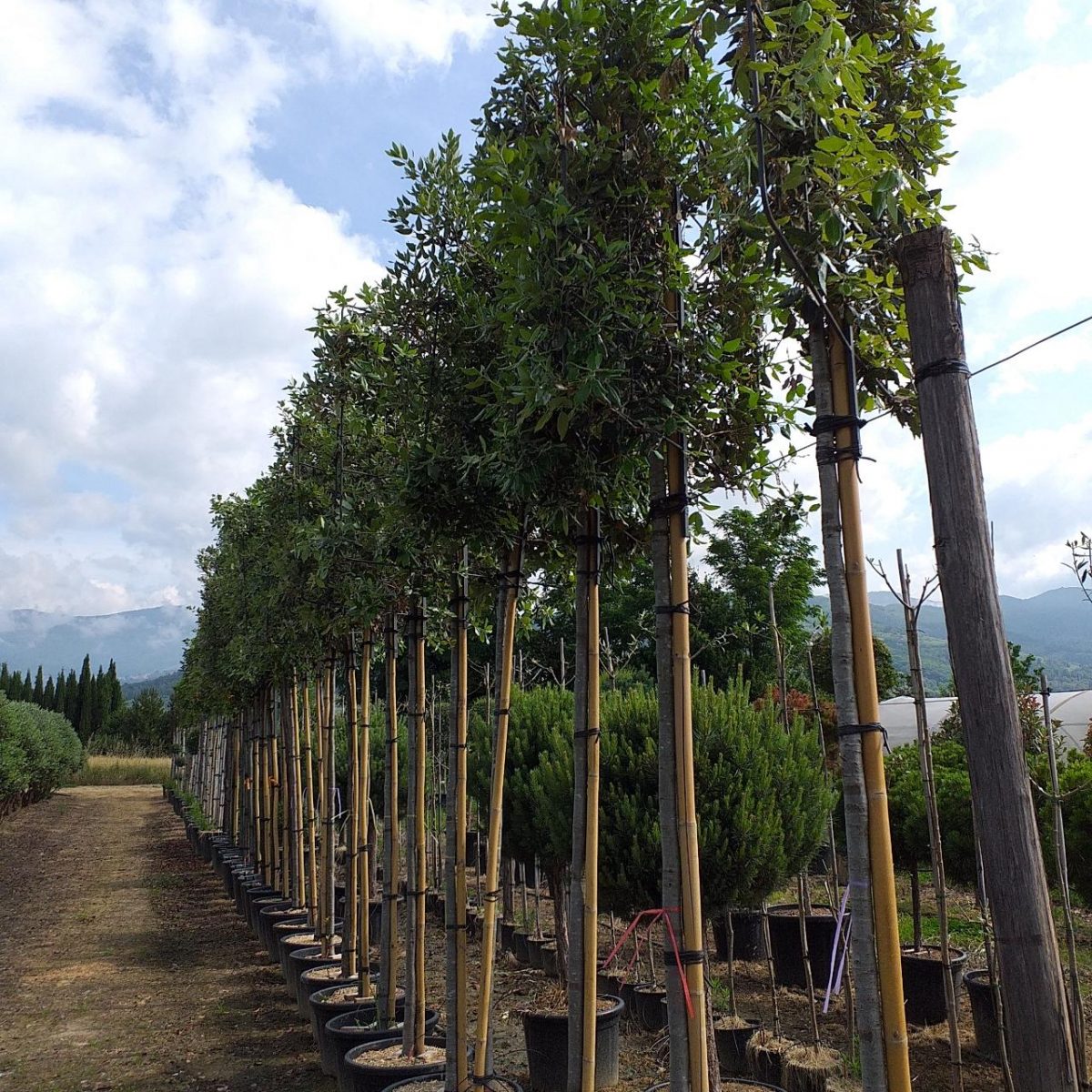 Quercus ilex - Pleached - Matteini Tranquillo