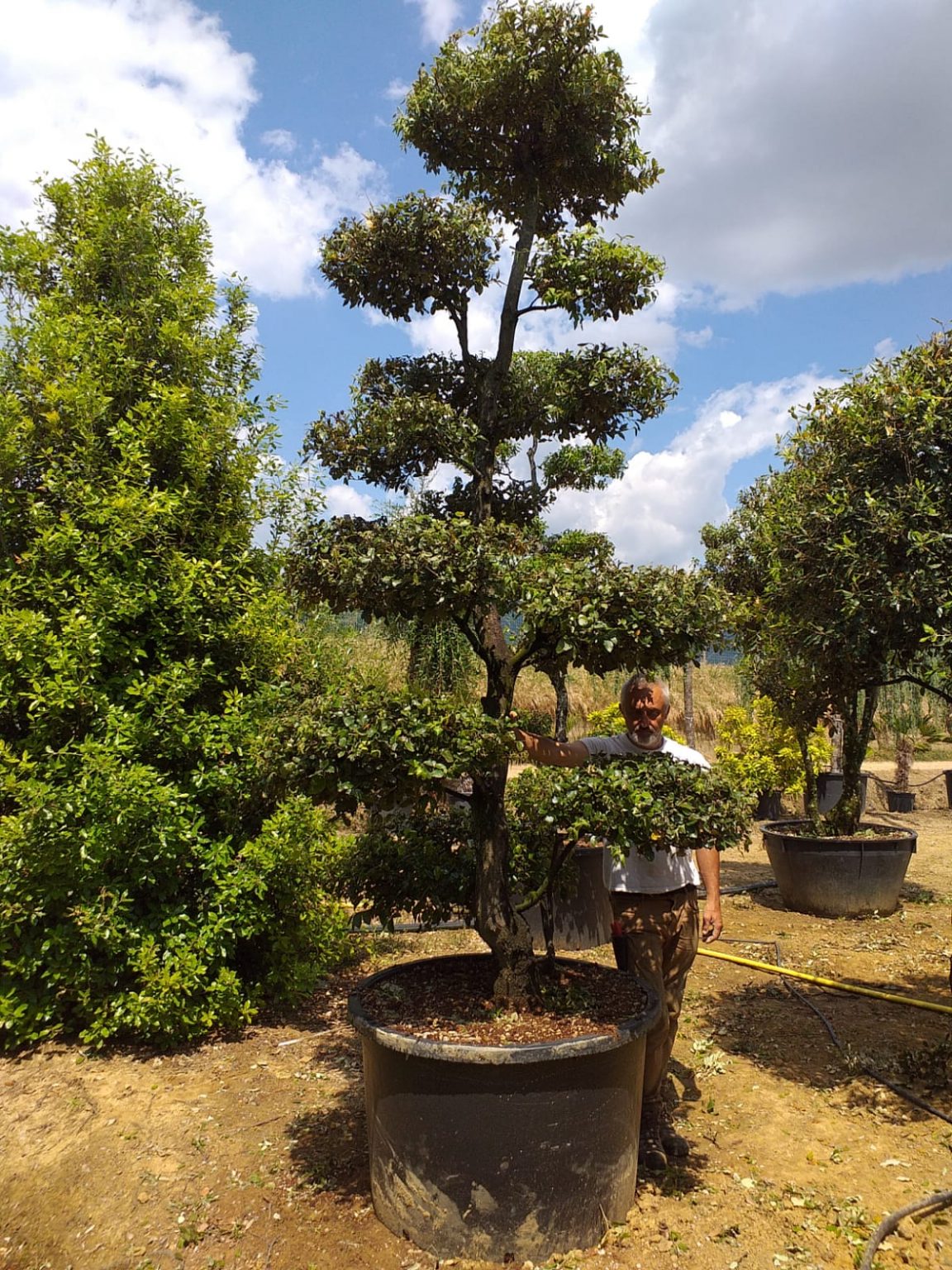 Quercus ilex - Bonsai - Matteini Tranquillo
